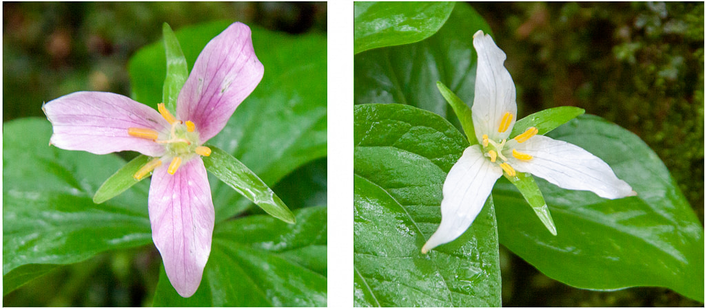6 New Natural Friends to Make While Hiking in the Pacific Northwest ...