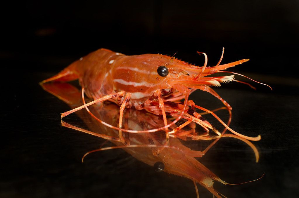 What is the Intimate Connection Between Delicious Spot Prawns and ...